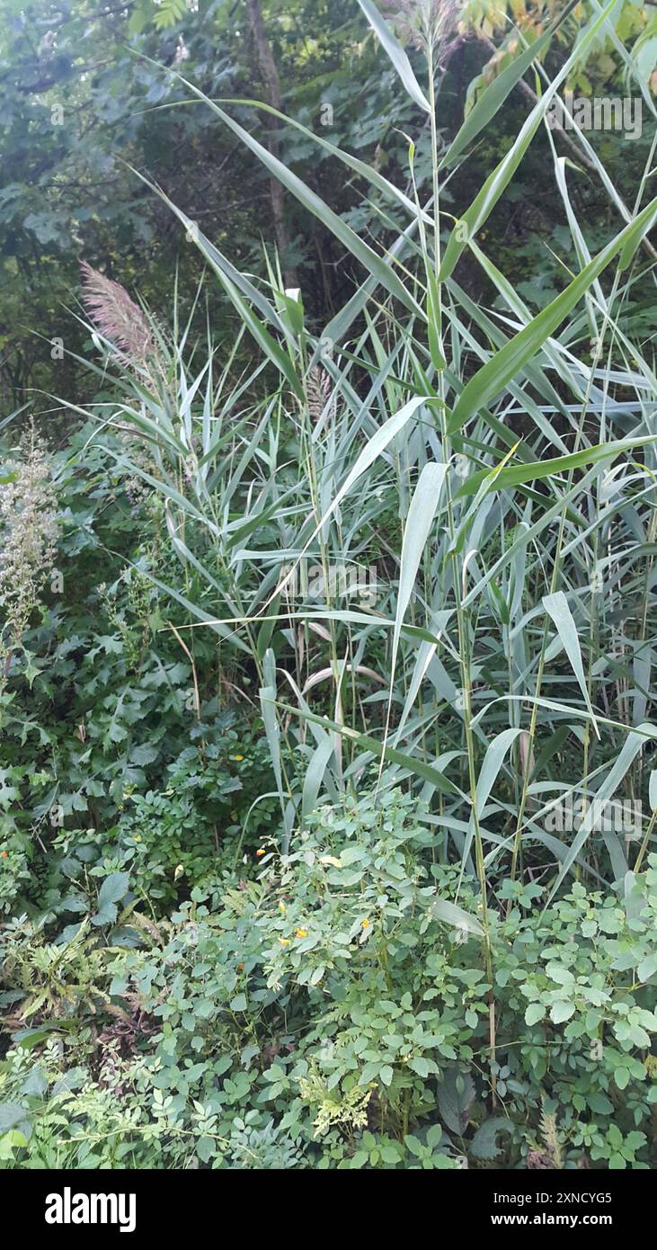 common reed (Phragmites australis) Plantae Stock Photo - Alamy