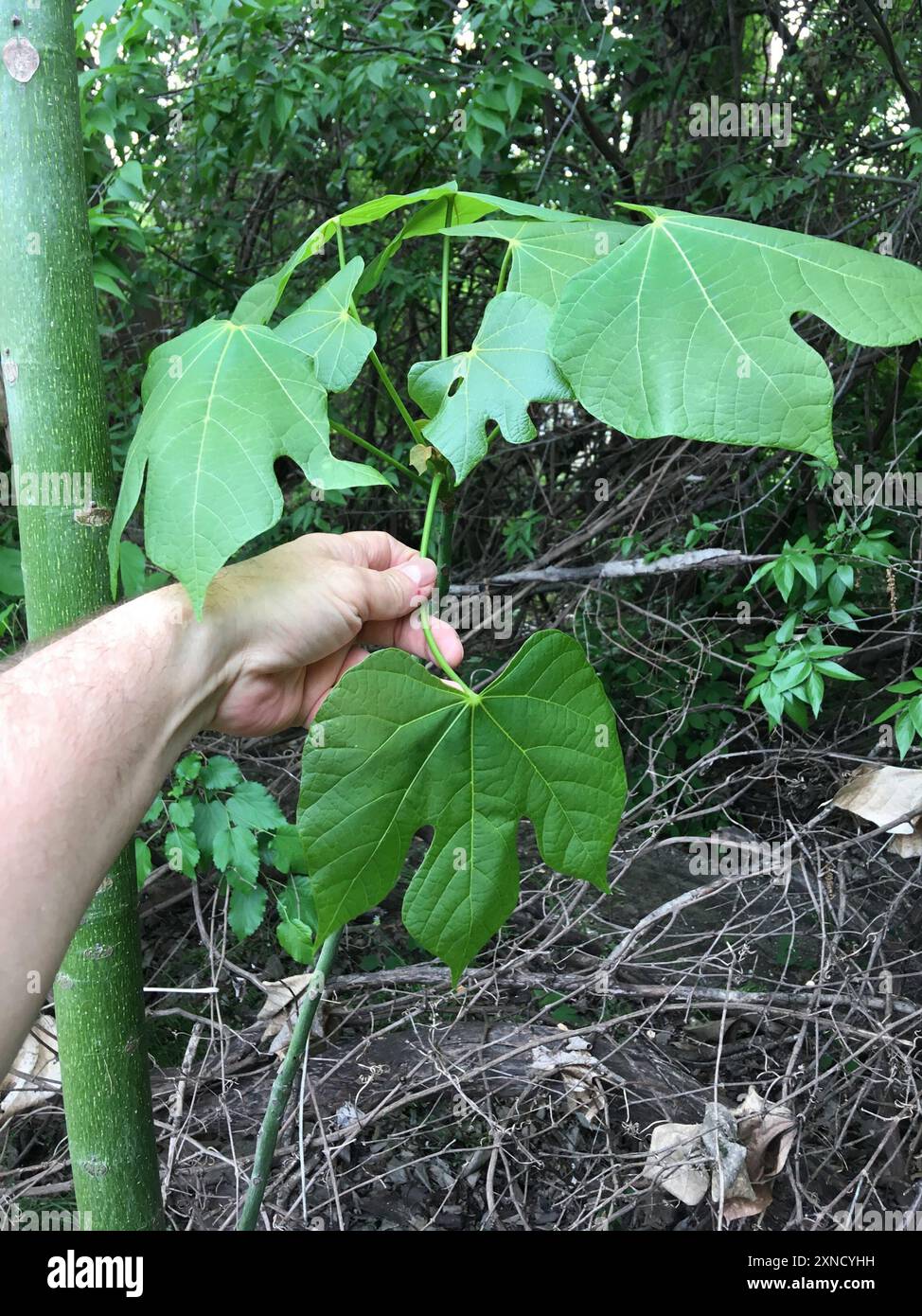 Chinese parasol tree (Firmiana simplex) Plantae Stock Photo - Alamy