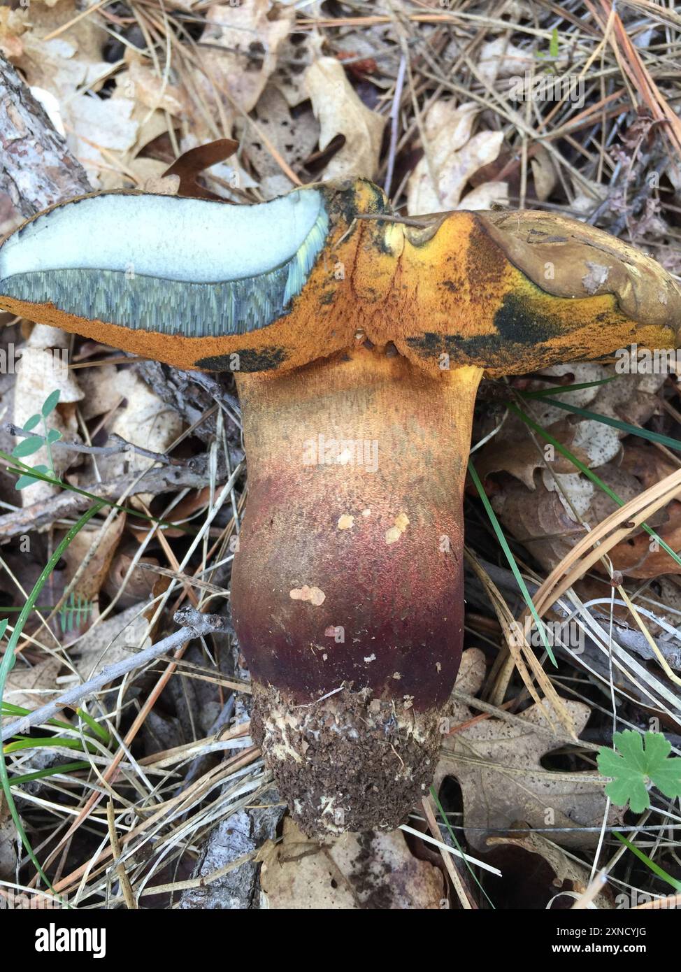 boletes (Boletaceae) Fungi Stock Photo - Alamy