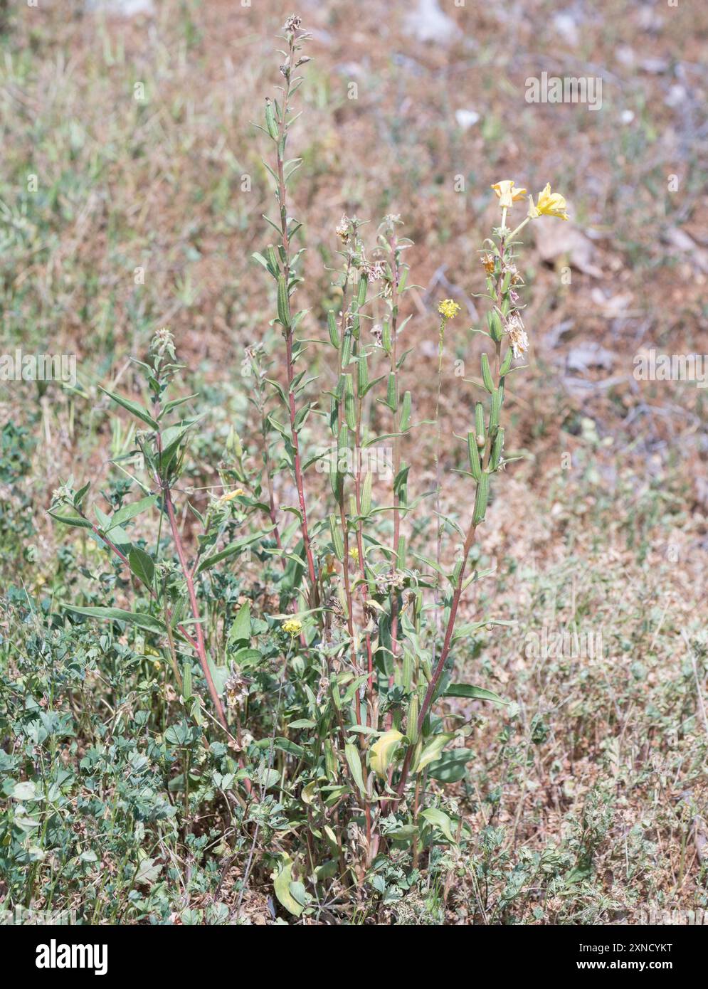 tall evening primrose (Oenothera elata) Plantae Stock Photo - Alamy
