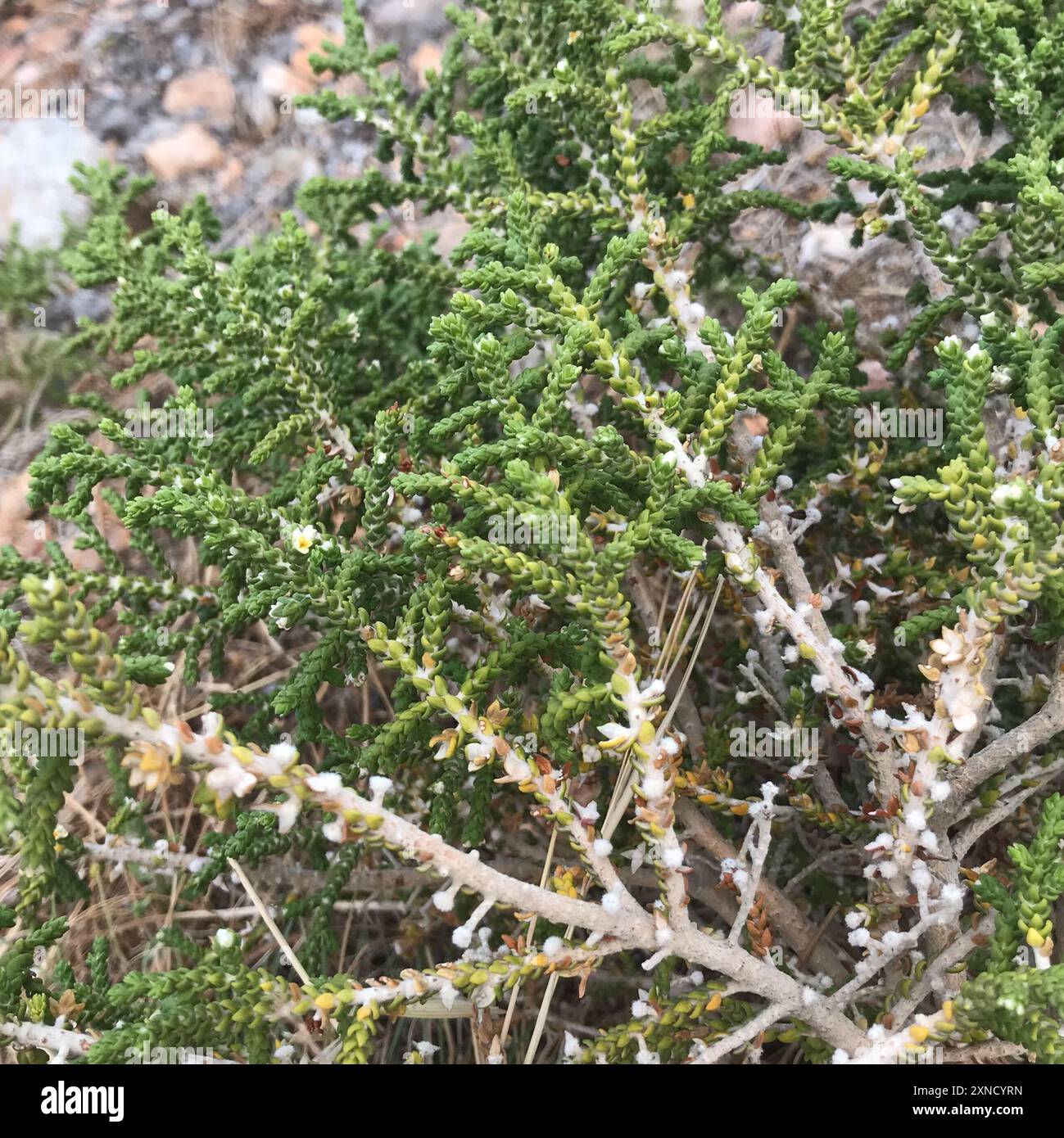 Mitnan (Thymelaea hirsuta) Plantae Stock Photo - Alamy