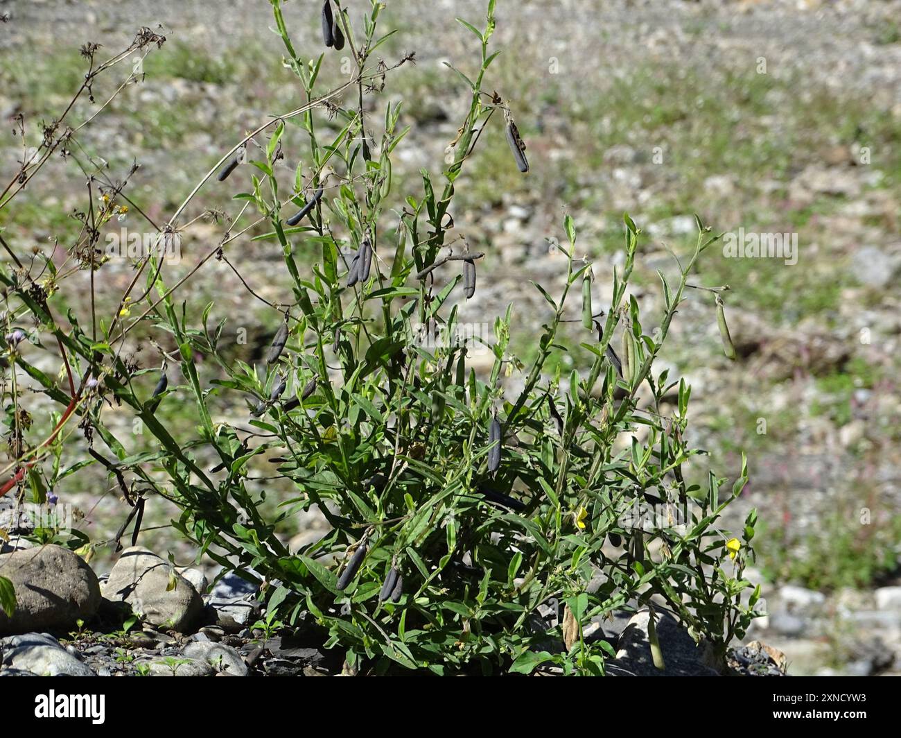 Bialata hi-res stock photography and images - Alamy