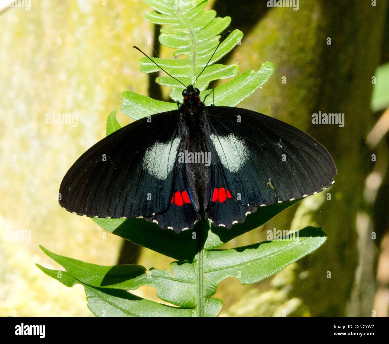 Anchises cattleheart hi-res stock photography and images - Alamy