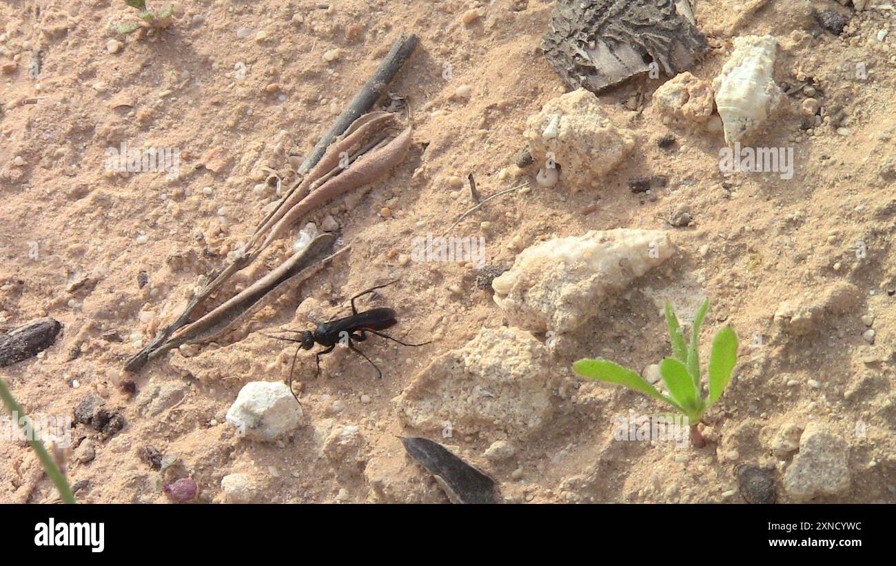Spider Wasps (Pompilidae) Insecta Stock Photo - Alamy