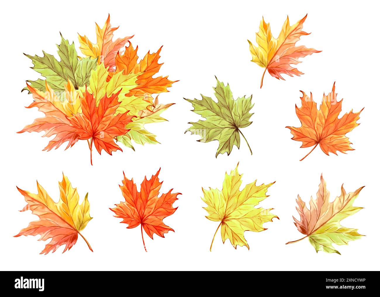 Autumn maple leaves. Set of hand drawn watercolor isolated illustrations. Fall foliage ...