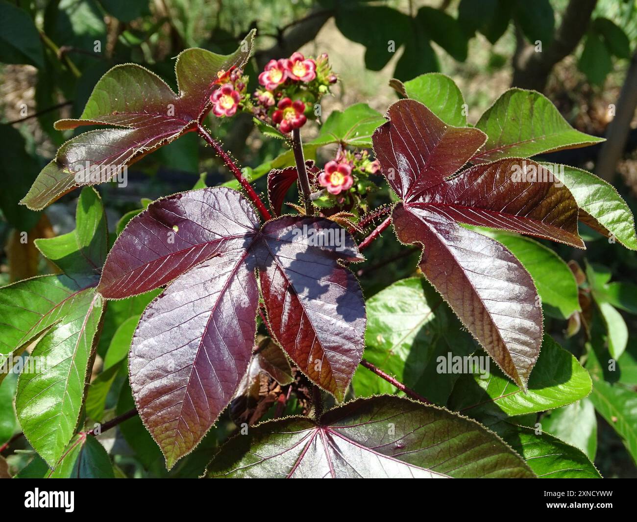 Bellyache bush jatropha gossypiifolia hi-res stock photography and ...