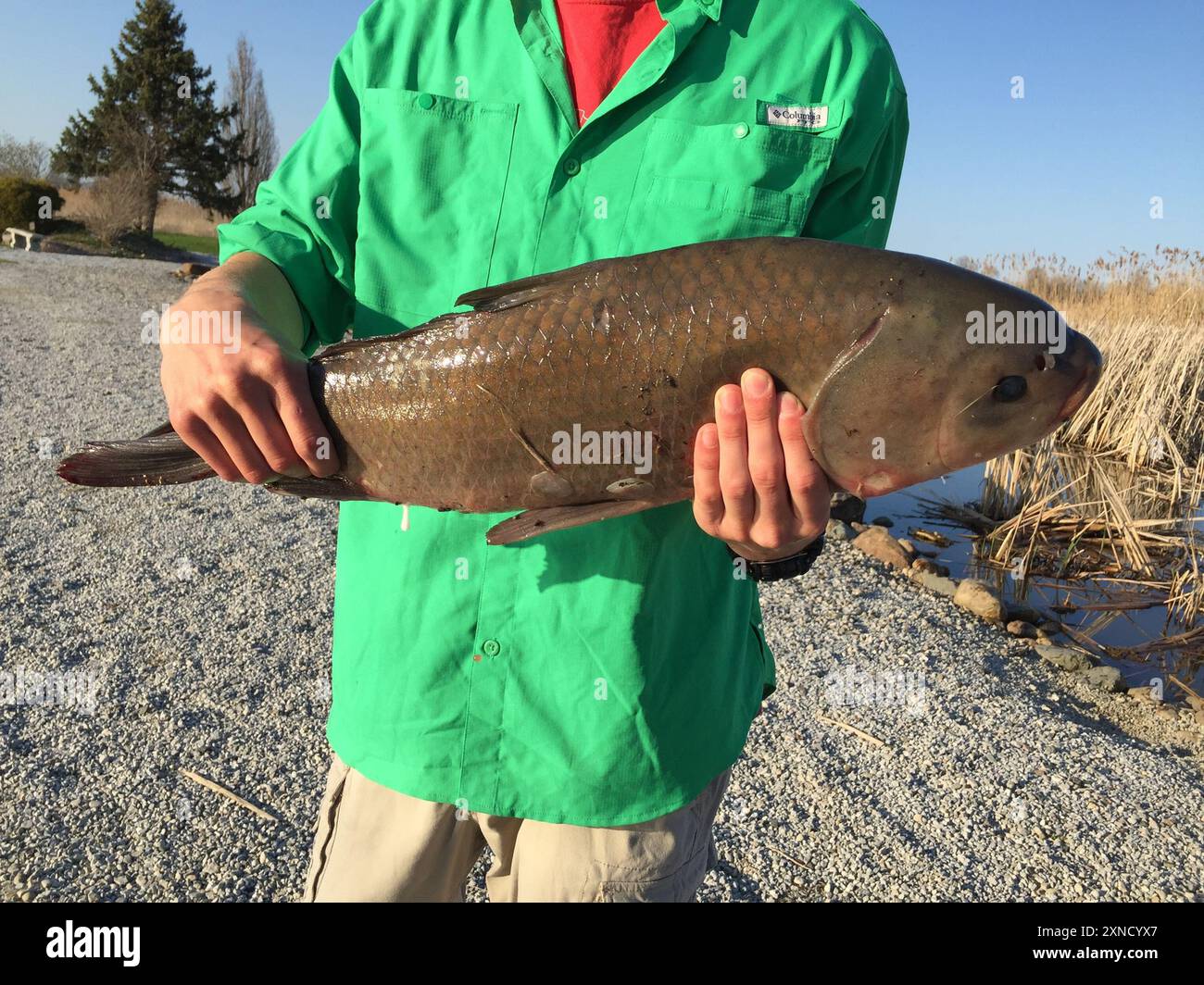 Bigmouth Buffalo (Ictiobus cyprinellus) Actinopterygii Stock Photo - Alamy