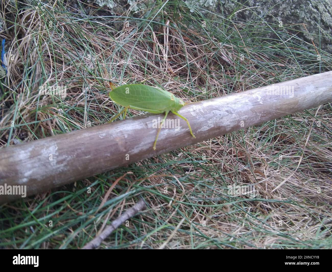 Common True Katydid (Pterophylla camellifolia) Insecta Stock Photo - Alamy