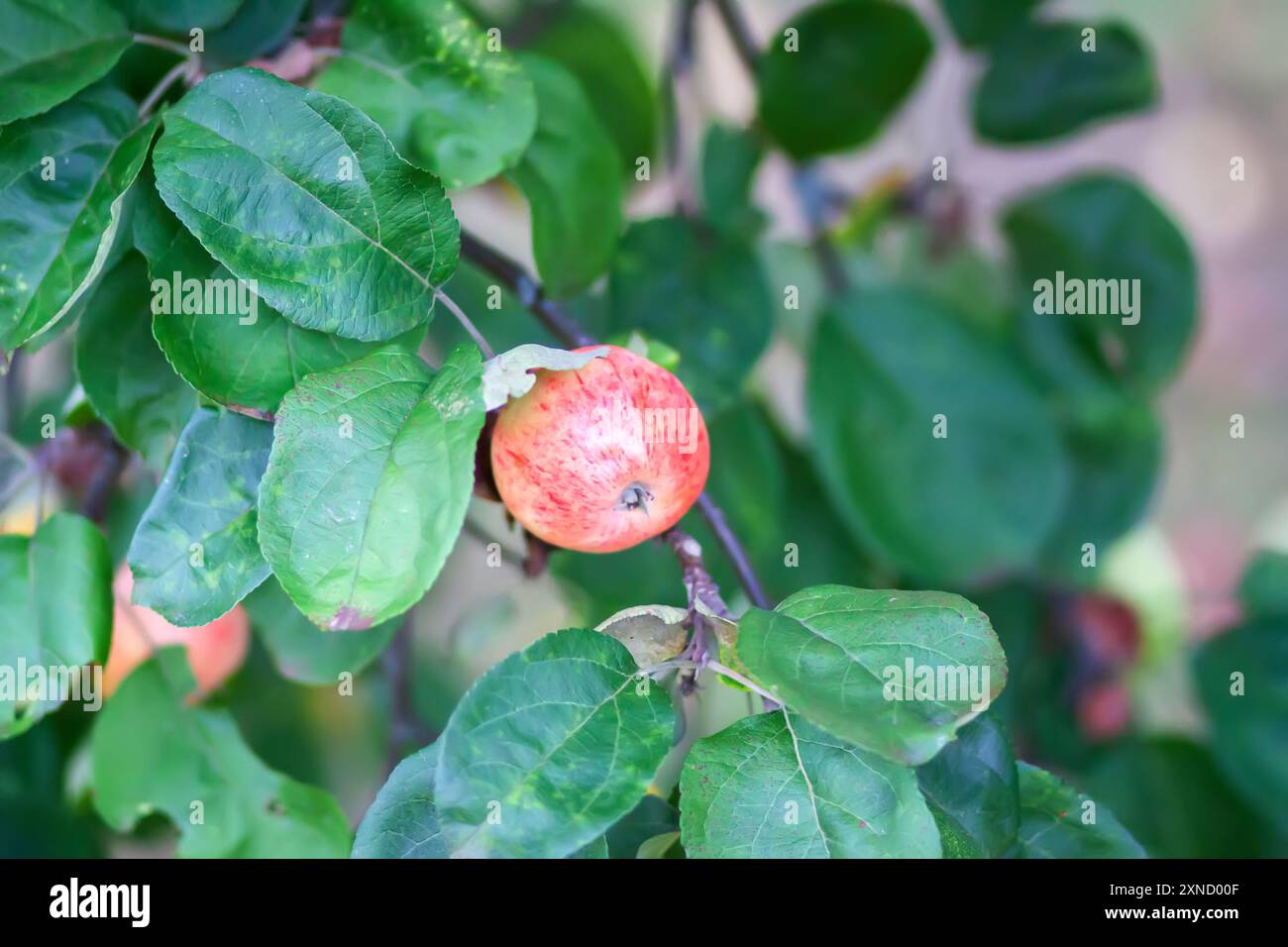 A close-up of ripe apples on the apple tree branch Stock Photo - Alamy