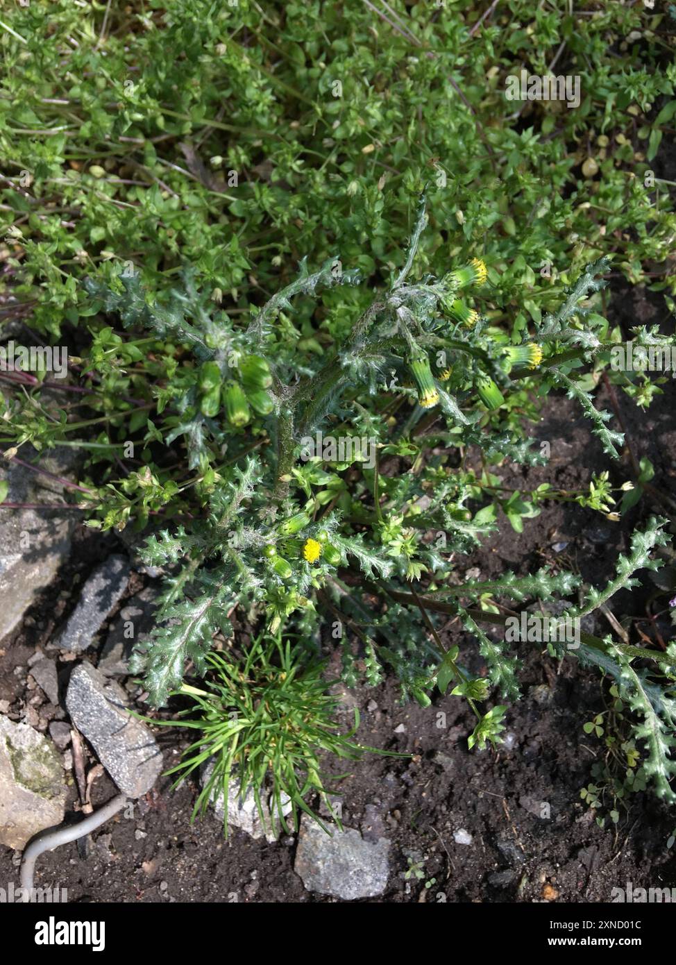 common groundsel (Senecio vulgaris) Plantae Stock Photo - Alamy