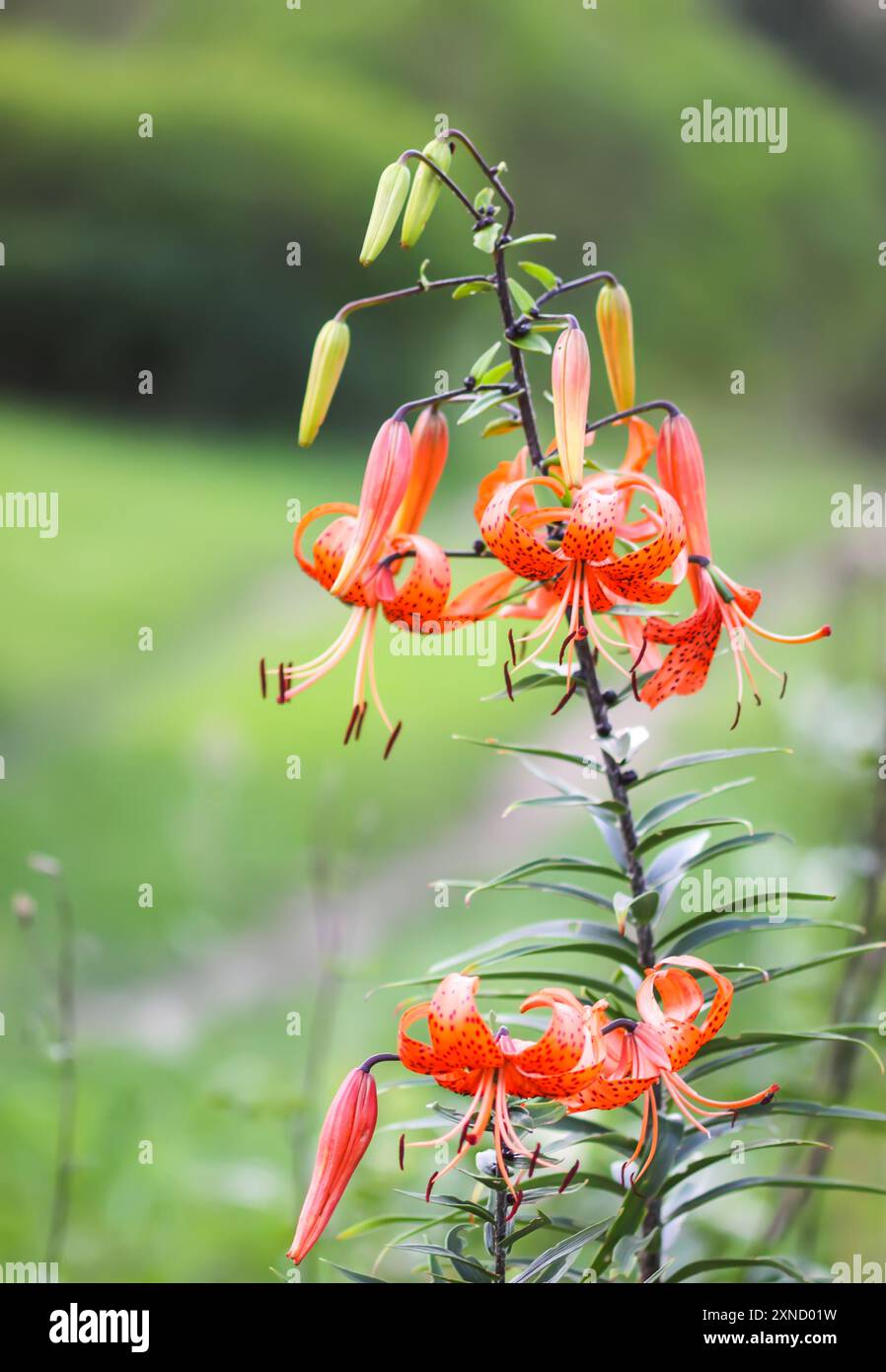 Red lily garden latvia hi-res stock photography and images - Alamy
