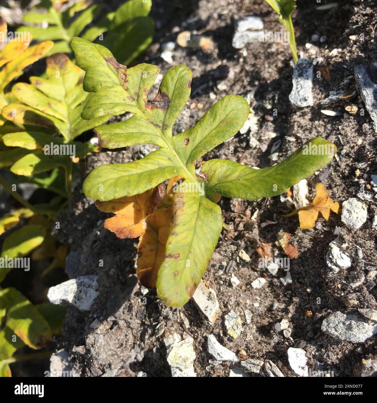 polypody ferns (Polypodium) Plantae Stock Photo - Alamy