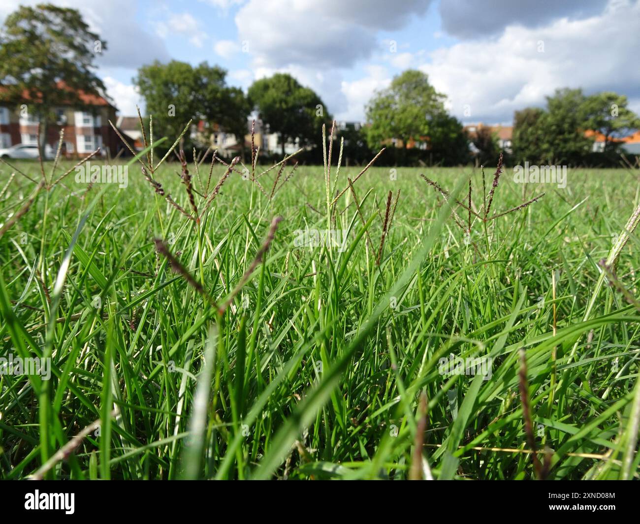 Bermuda grass (Cynodon dactylon) Plantae Stock Photo - Alamy
