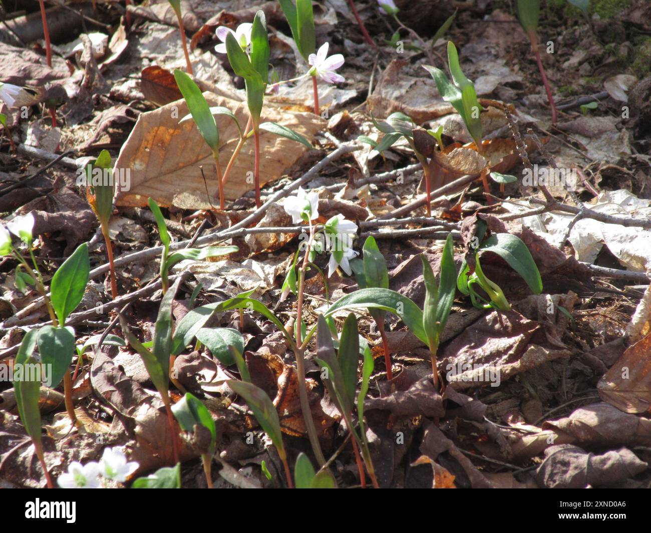Carolina Springbeauty (Claytonia caroliniana) Plantae Stock Photo - Alamy