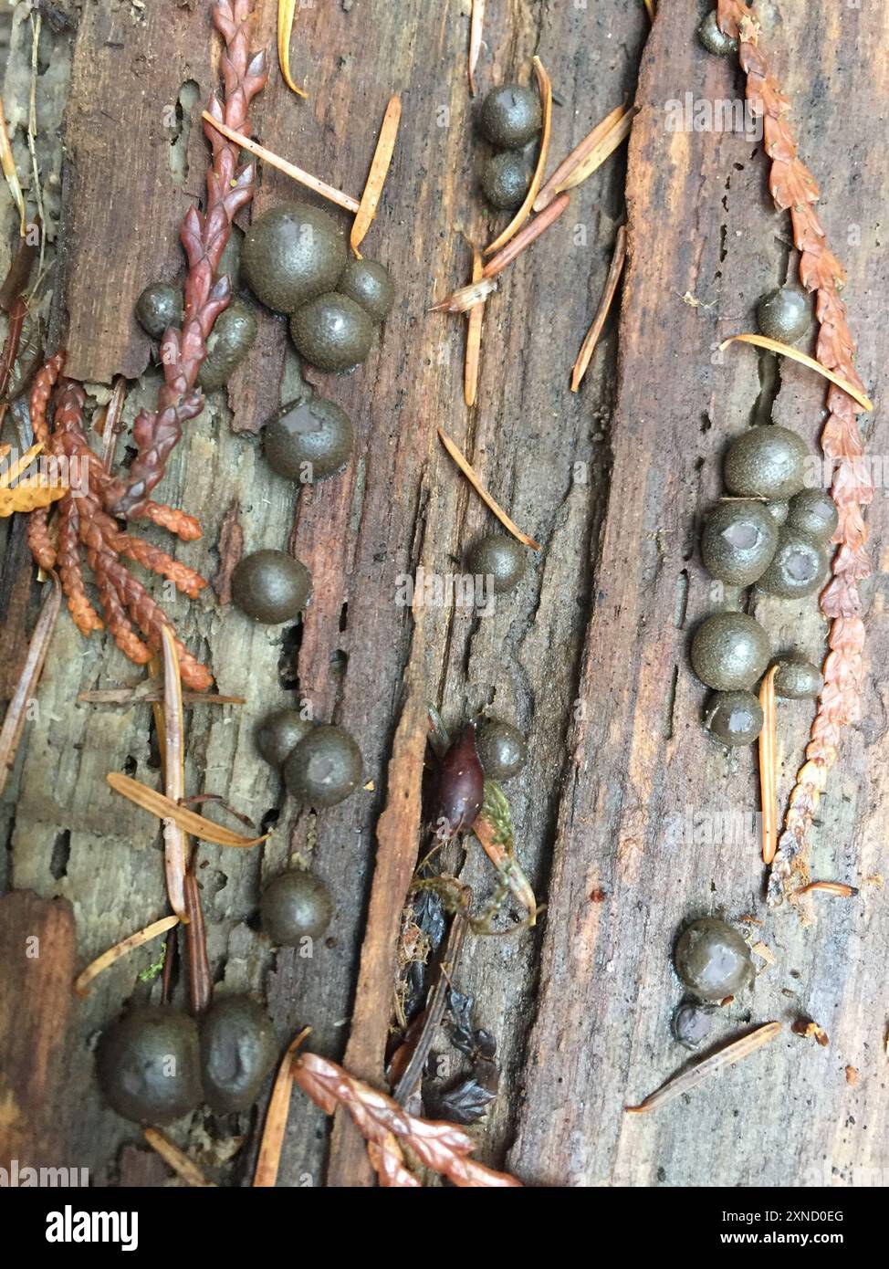 Wolf's Milk (Lycogala epidendrum) Protozoa Stock Photo - Alamy