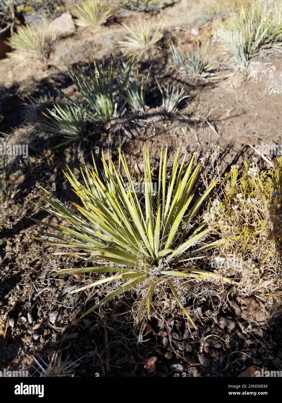 Dwarf Yucca (Yucca harrimaniae) Plantae Stock Photo - Alamy
