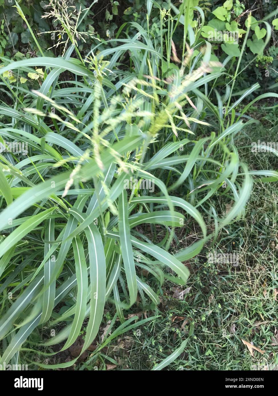 Johnson grass (Sorghum halepense) Plantae Stock Photo - Alamy