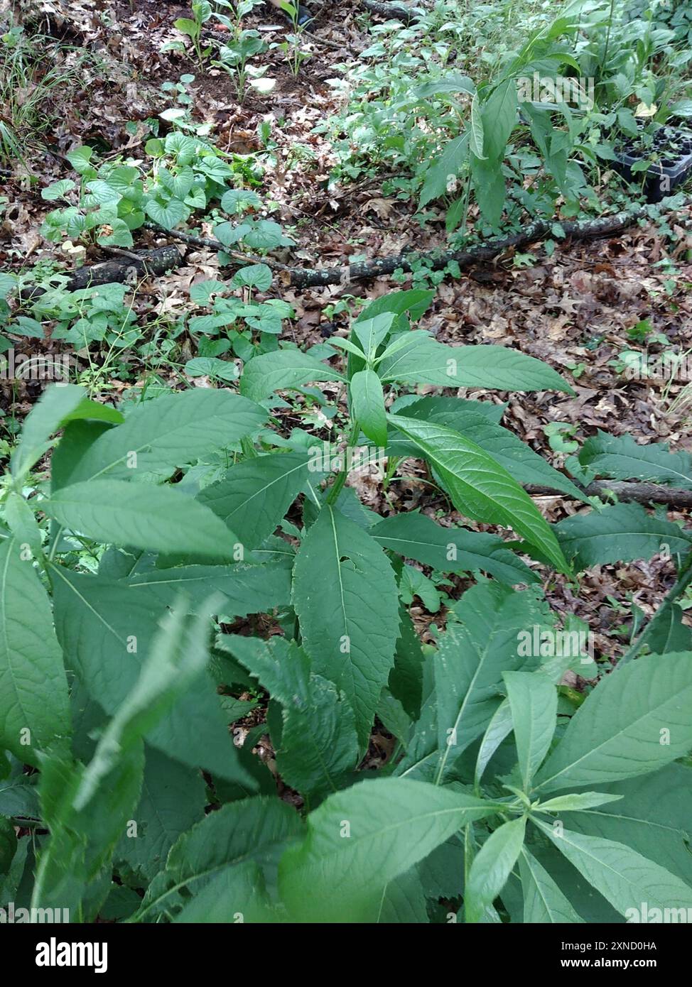Wingstem (Verbesina alternifolia) Plantae Stock Photo - Alamy