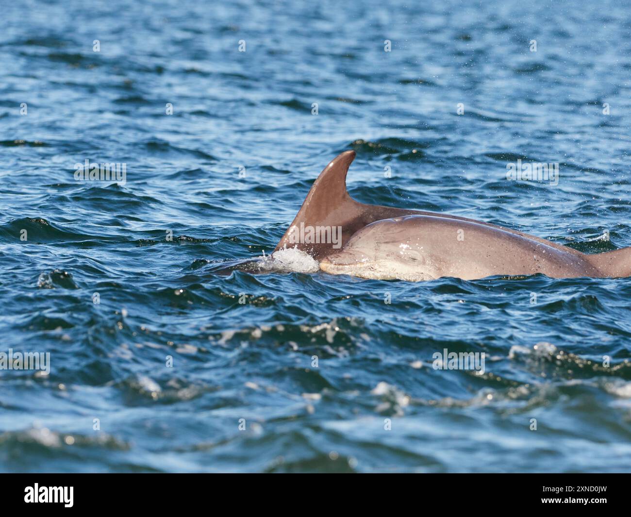 Bottlenose dolphin (Tursiops truncatus) calf surfacing next to its ...