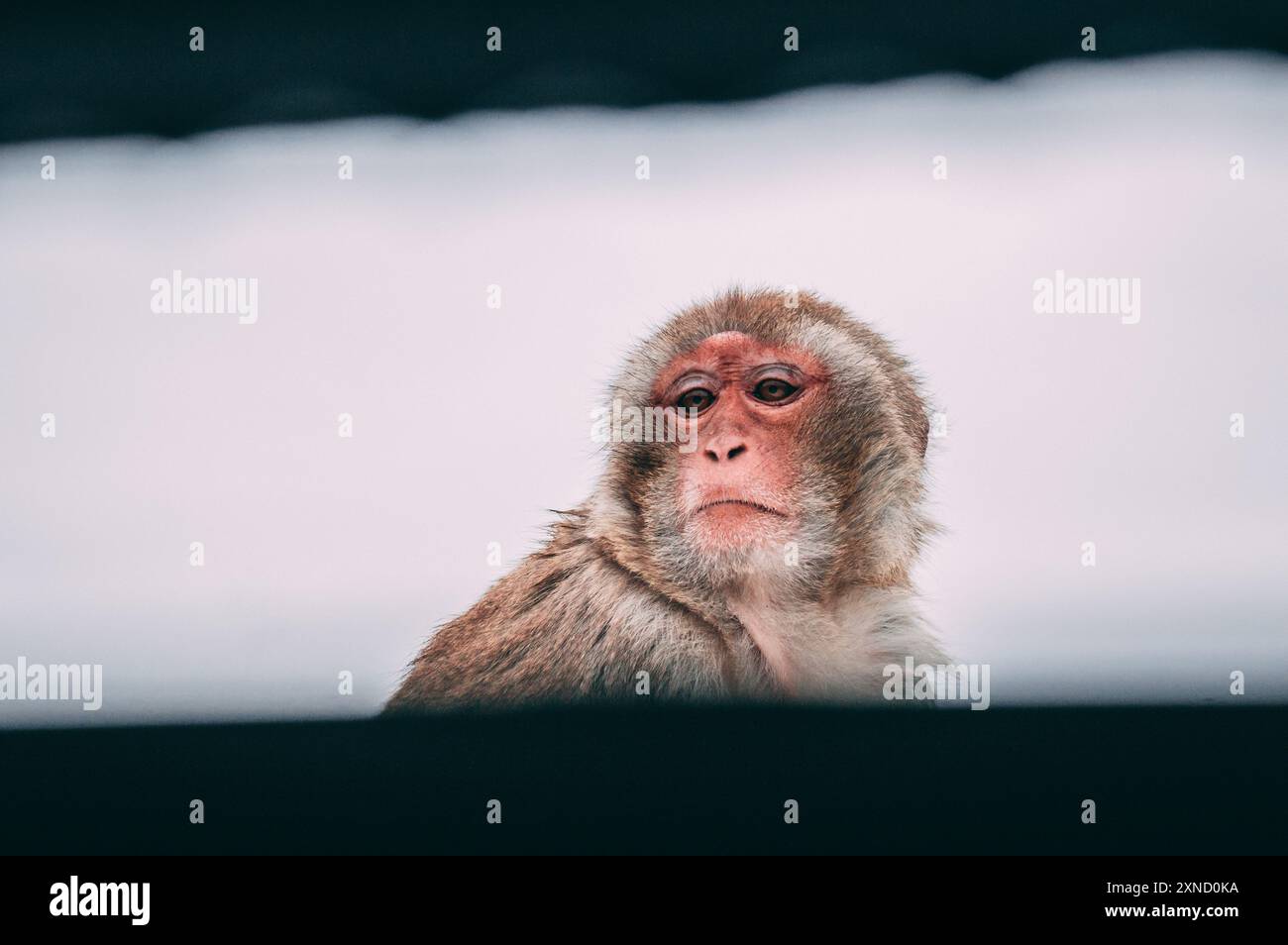 Solo Monkey looking at ground Stock Photo - Alamy