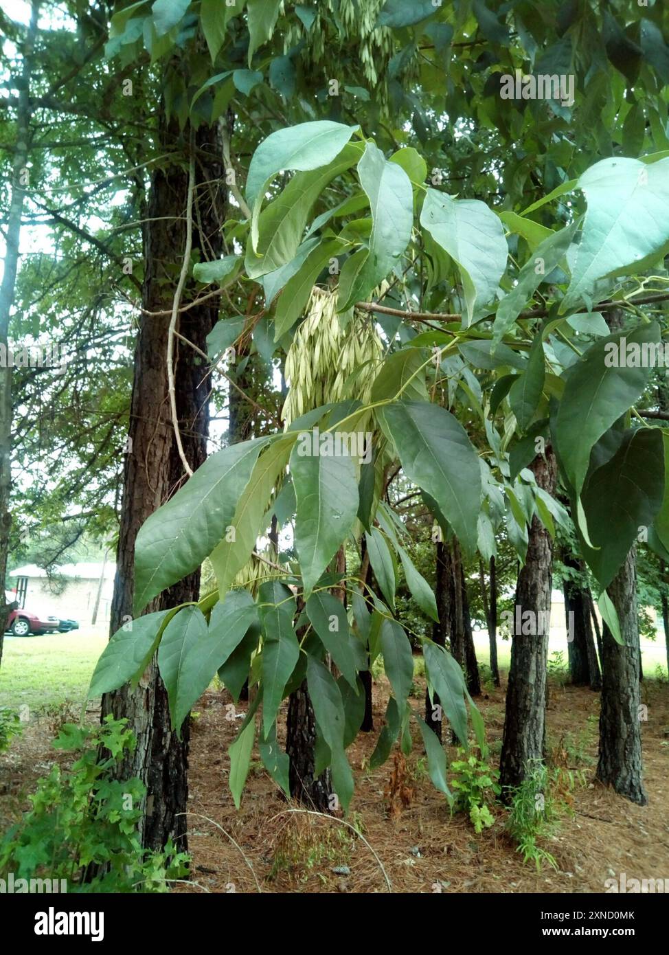 ashes (Fraxinus) Plantae Stock Photo - Alamy