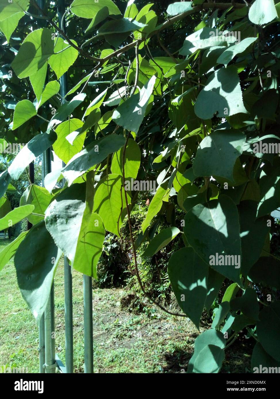 Paper mulberry (Broussonetia papyrifera) Plantae Stock Photo - Alamy
