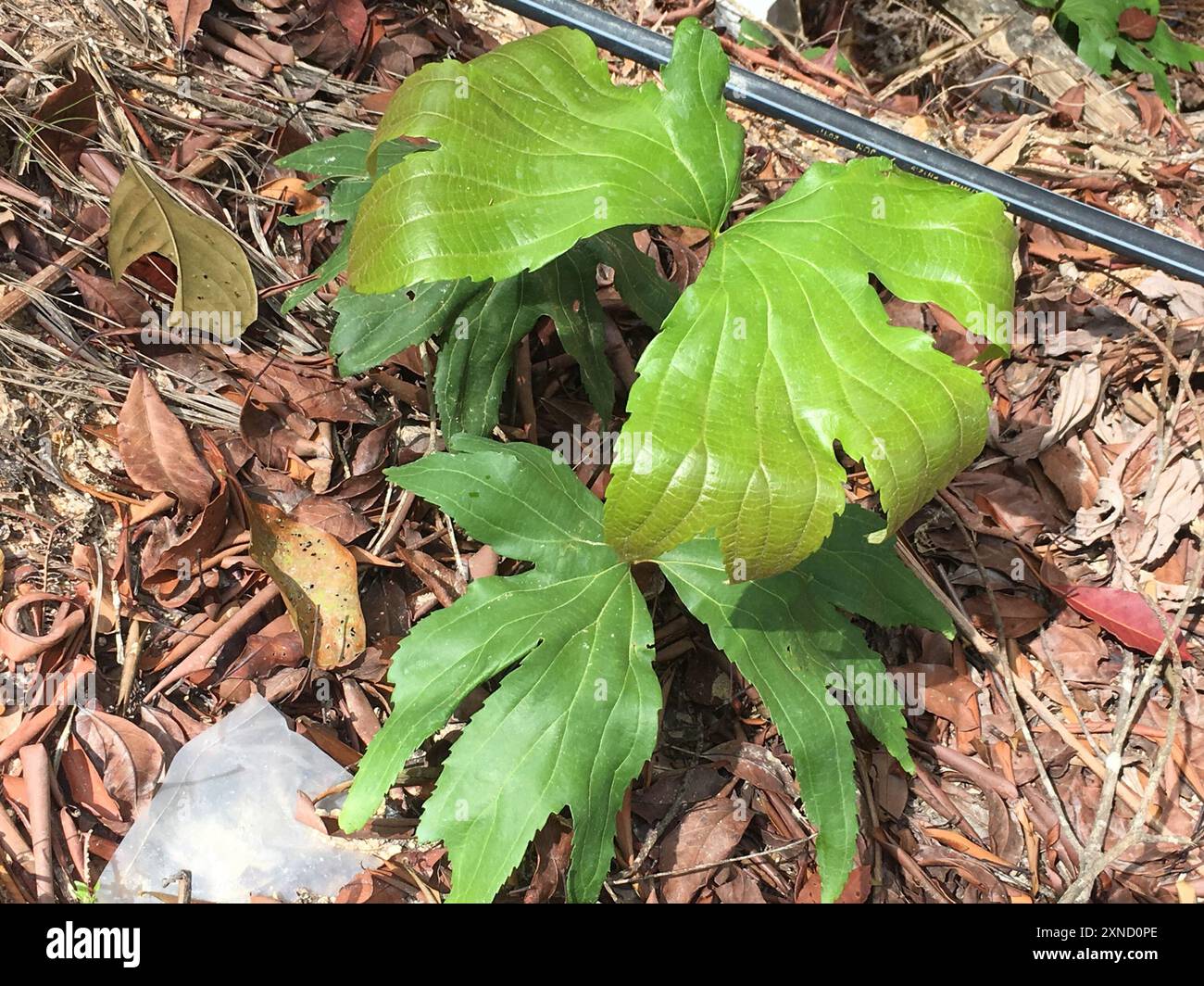 Broad-leaf Fern (Dipteris conjugata) Plantae Stock Photo - Alamy