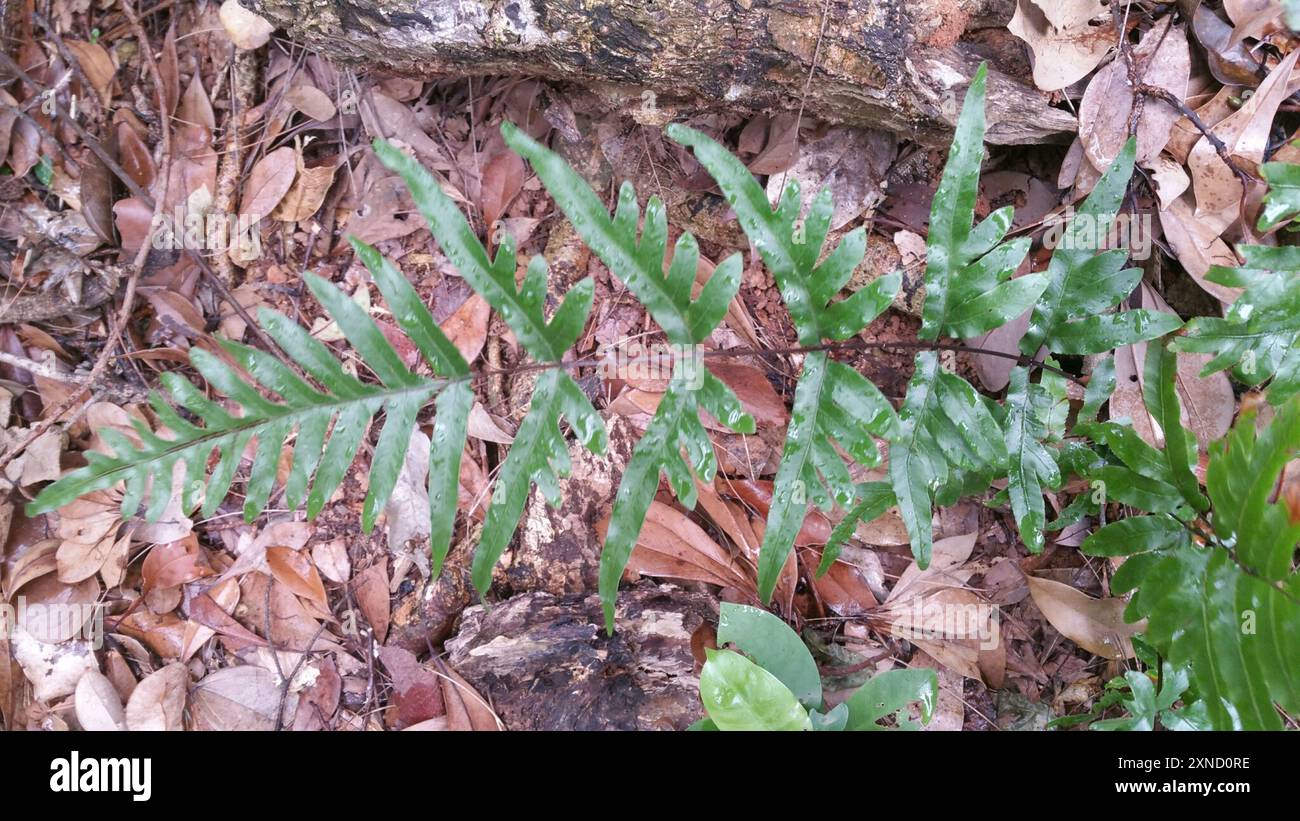 Pteris semipinnata hi-res stock photography and images - Alamy