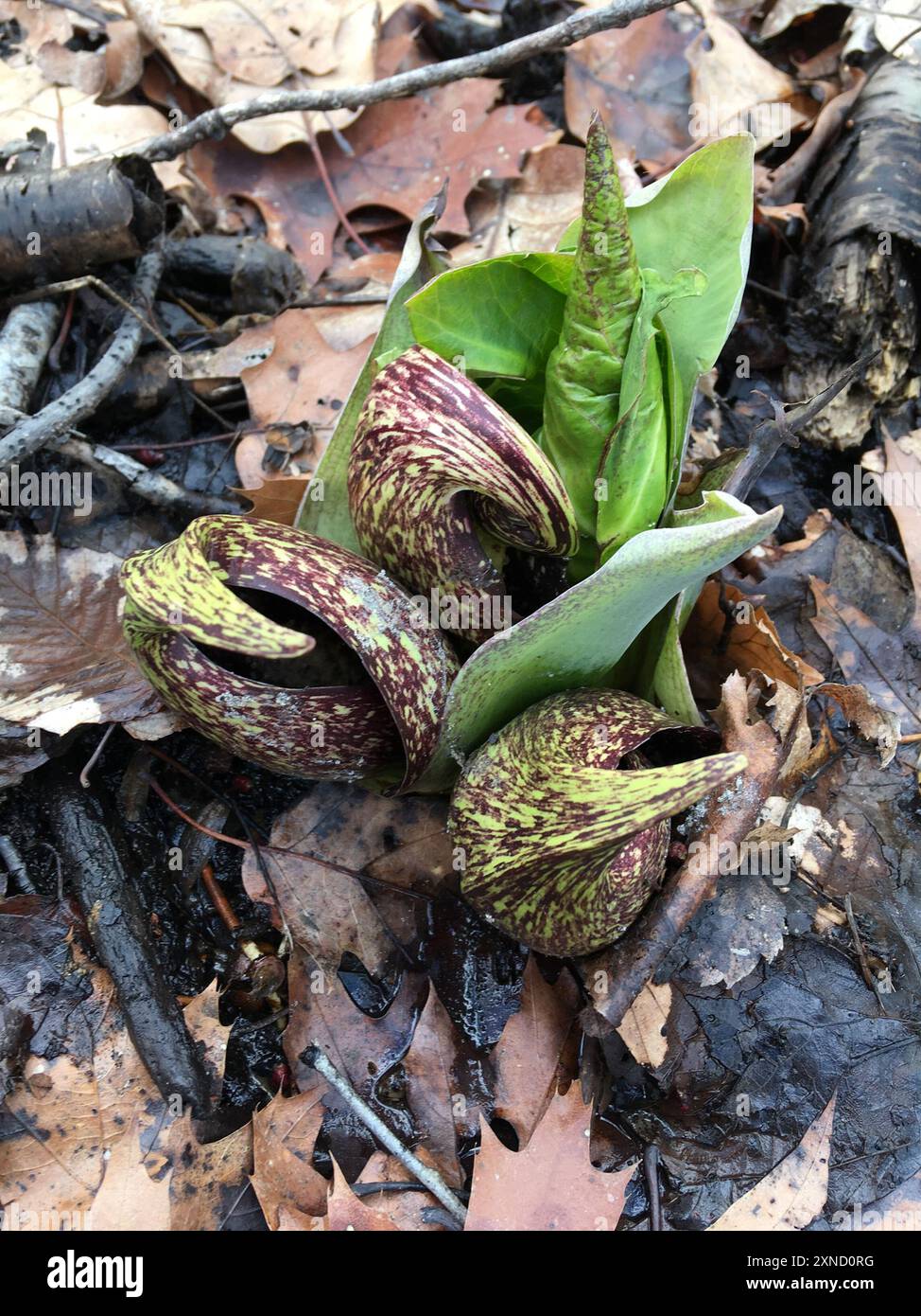 Eastern Skunk Cabbage (Symplocarpus foetidus) Plantae Stock Photo - Alamy