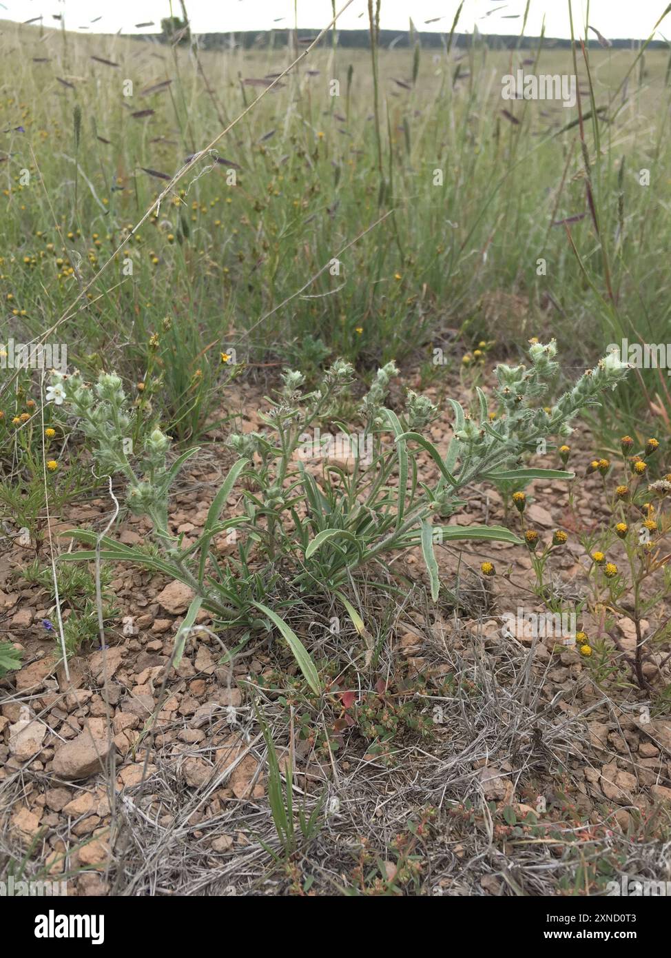 James' Cryptantha (Oreocarya suffruticosa setosa) Plantae Stock Photo ...