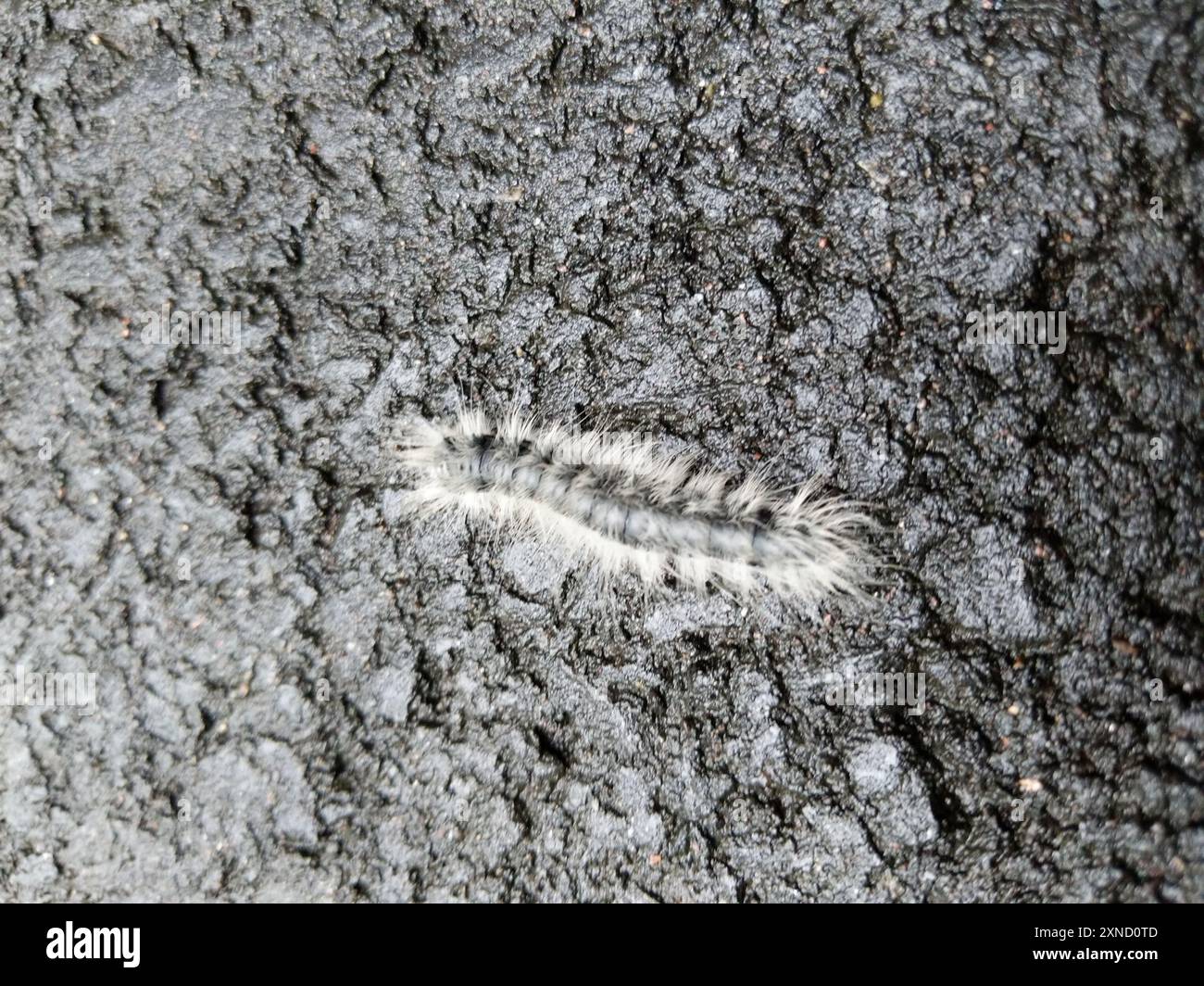 Walnut Caterpillar Moth (Datana integerrima) Insecta Stock Photo - Alamy