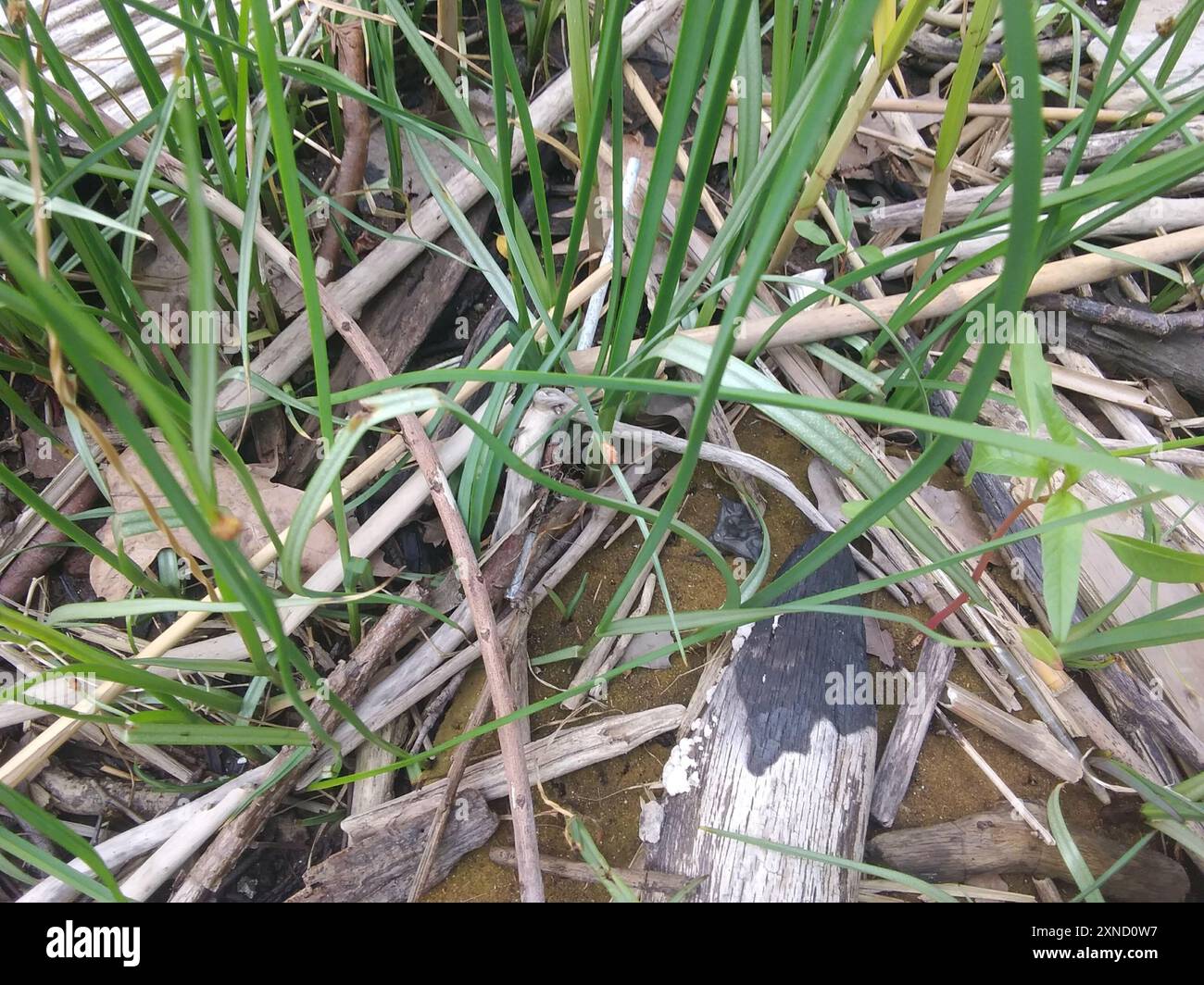 Schoenoplectus pungens hi-res stock photography and images - Alamy