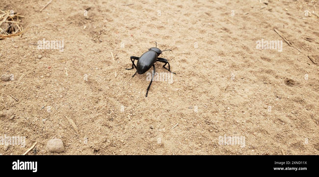 Desert Stink Beetles (Eleodes) Insecta Stock Photo - Alamy