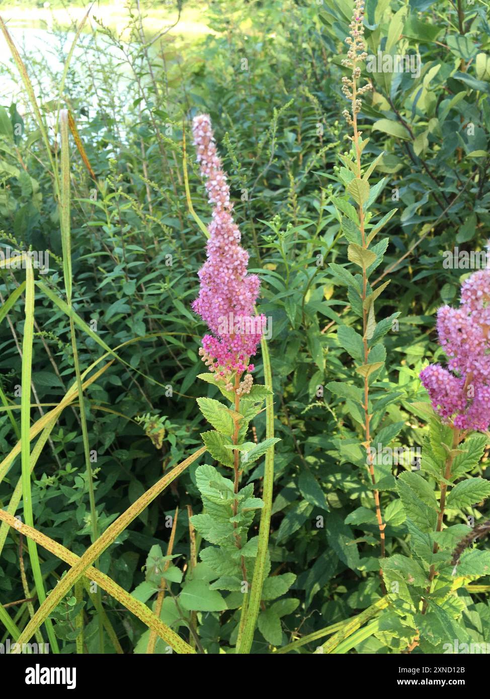 Steeplebush (Spiraea tomentosa) Plantae Stock Photo - Alamy