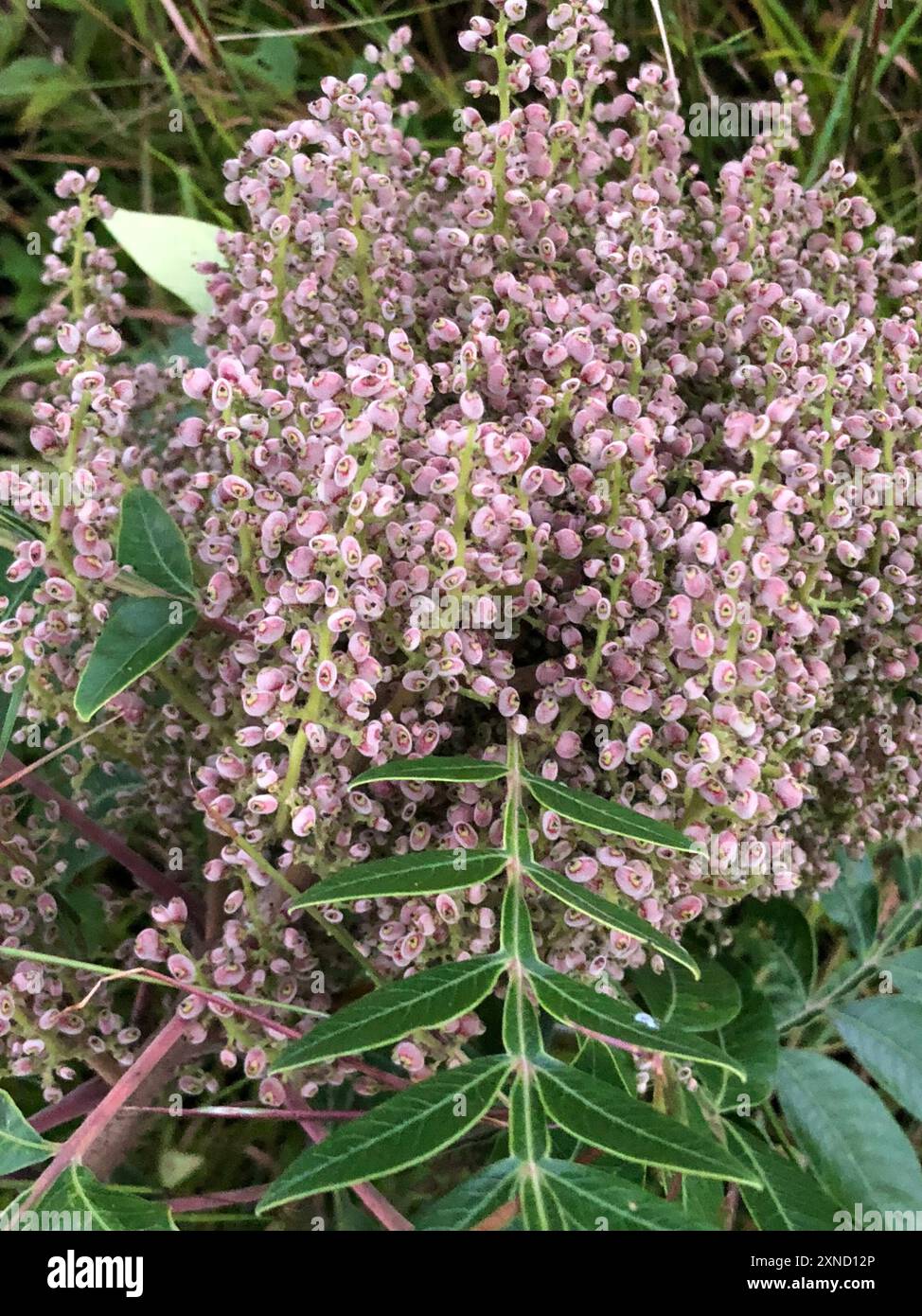 shining sumac (Rhus copallinum) Plantae Stock Photo - Alamy