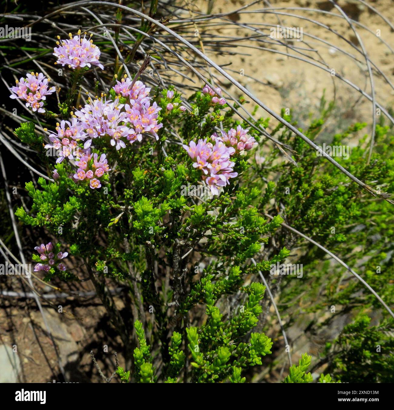 Cape buchu hi-res stock photography and images - Alamy
