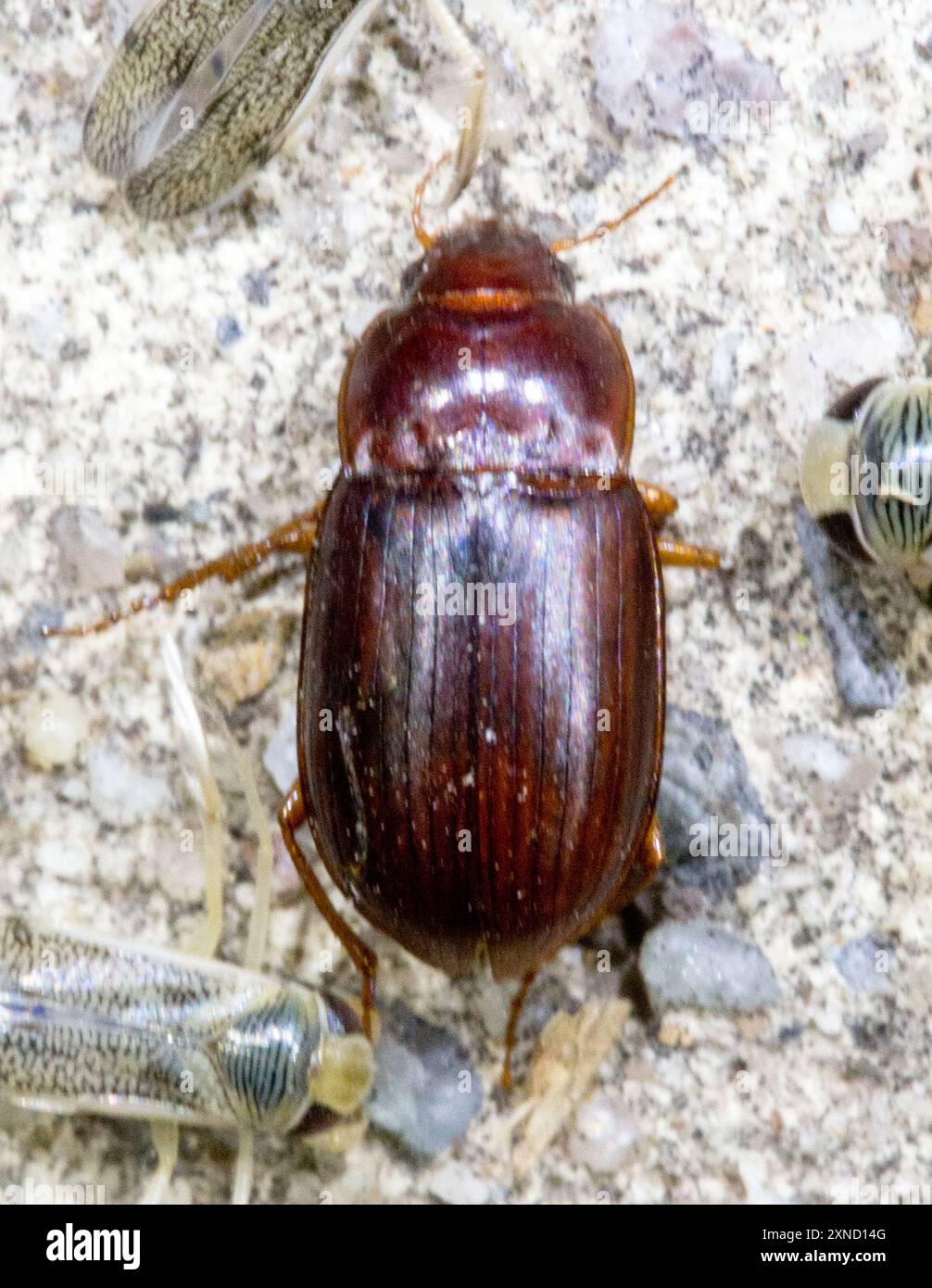 Sun Beetles (Amara) Insecta Stock Photo - Alamy