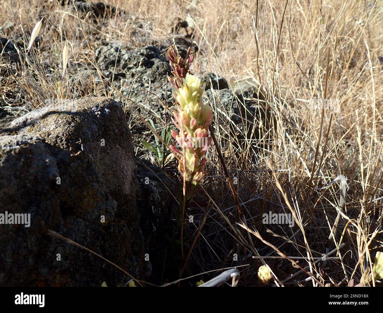 Tiburon paintbrush (Castilleja affinis neglecta) Plantae Stock Photo ...