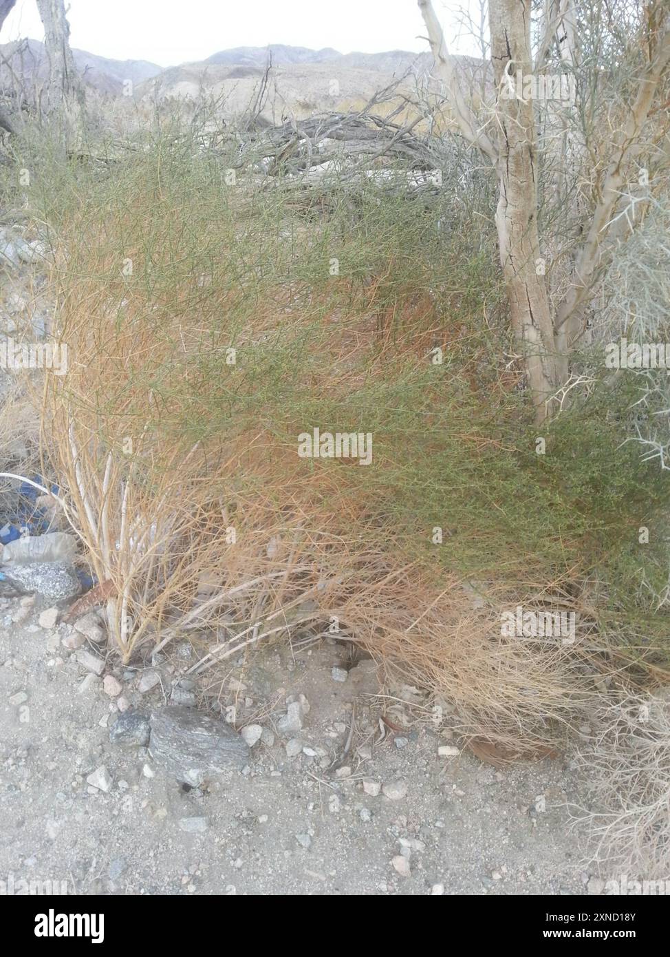 Cheesebush (Ambrosia salsola) Plantae Stock Photo - Alamy