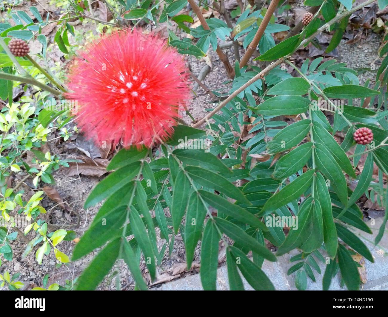 Scarlet powder puff hi-res stock photography and images - Alamy