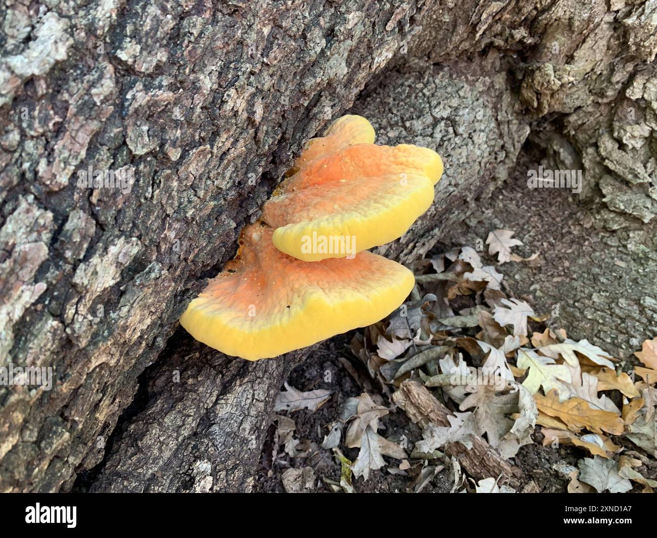 Western Hardwood Sulphur Shelf (Laetiporus gilbertsonii) Fungi Stock ...