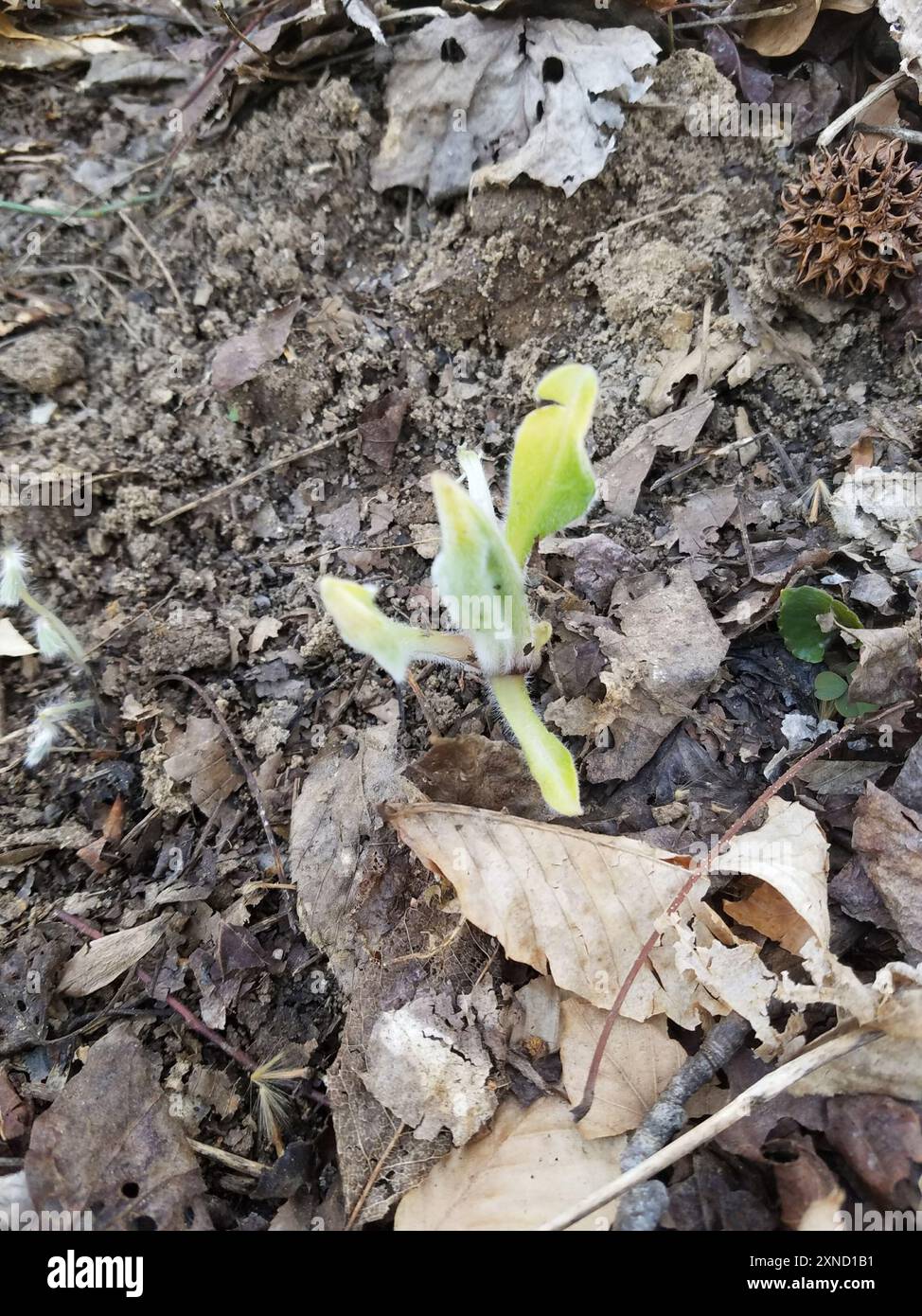 plants (Plantae) Plantae Stock Photo - Alamy