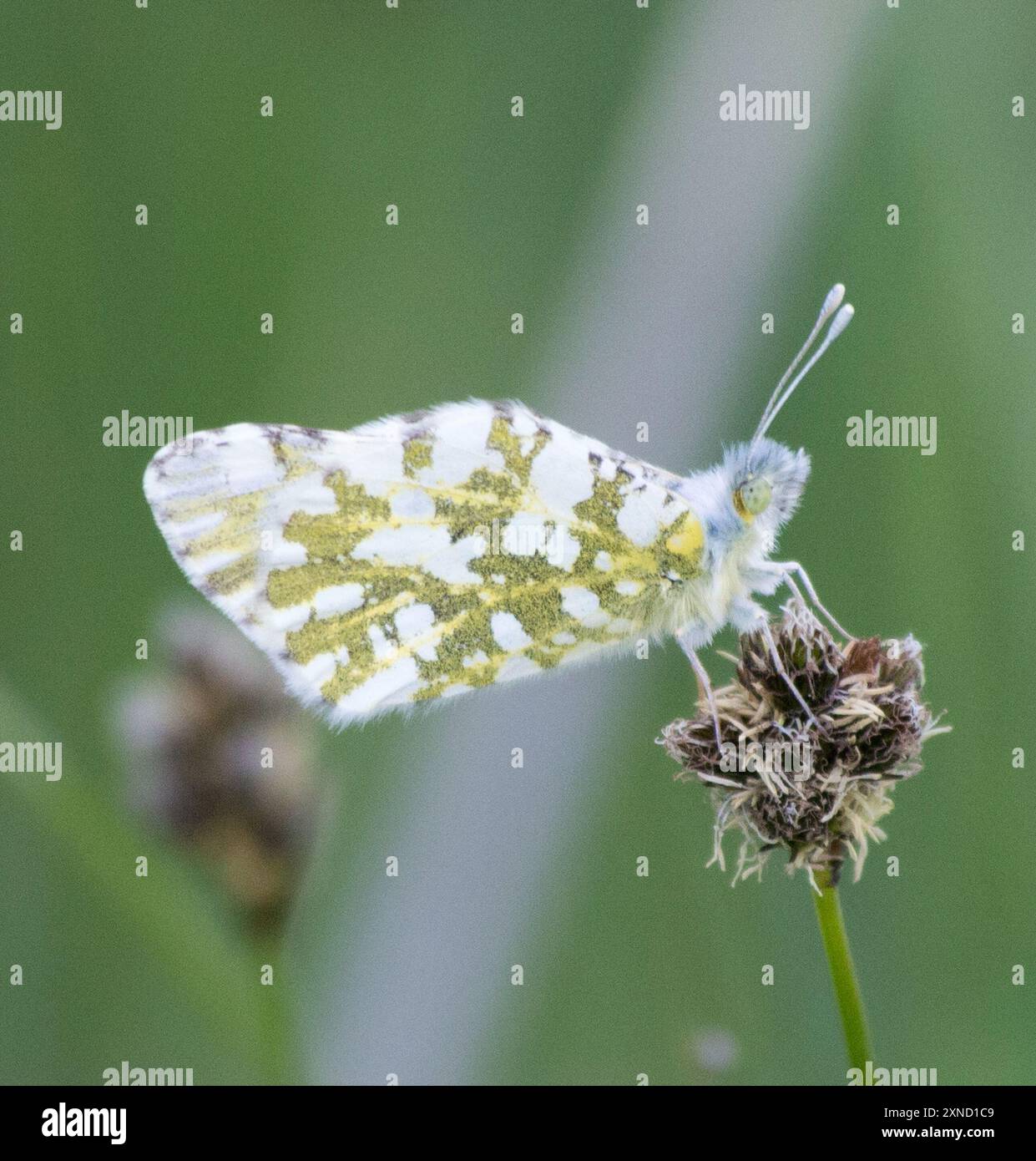 Large Marble (Euchloe ausonides) Insecta Stock Photo - Alamy