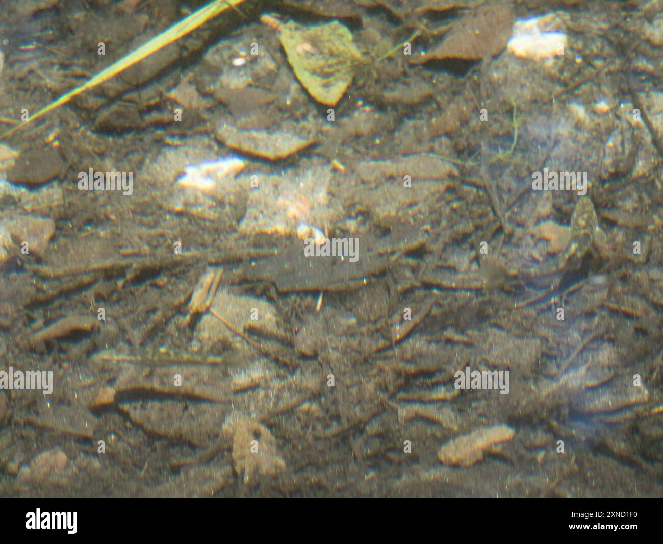 Santa ana sucker hi-res stock photography and images - Alamy