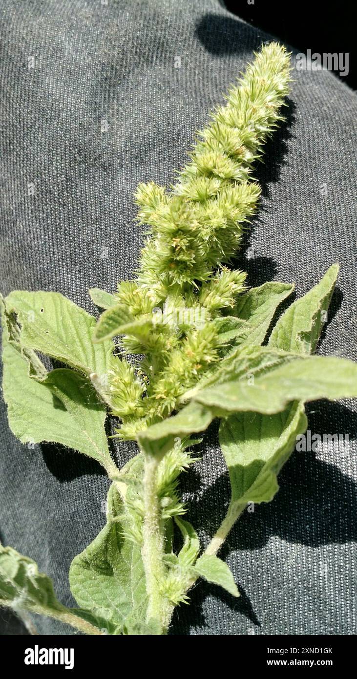 Redroot Amaranth (Amaranthus retroflexus) Plantae Stock Photo - Alamy