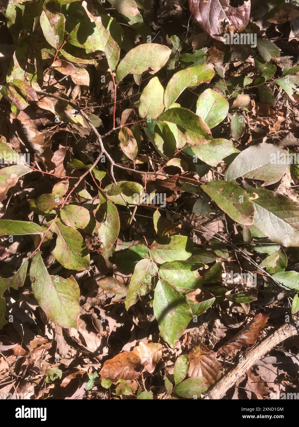 black huckleberry (Gaylussacia baccata) Plantae Stock Photo - Alamy