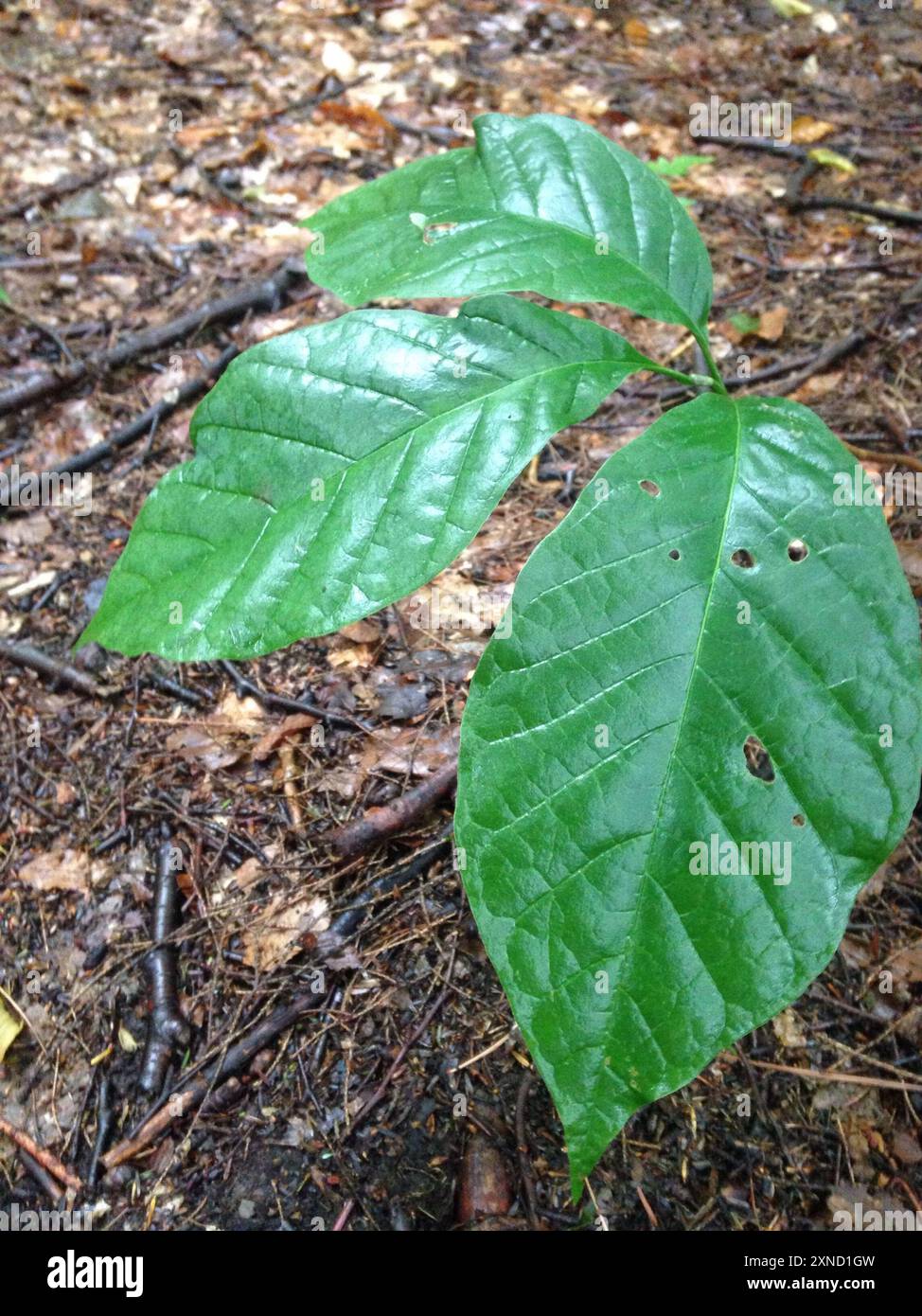 Cucumber-tree (Magnolia acuminata) Plantae Stock Photo - Alamy