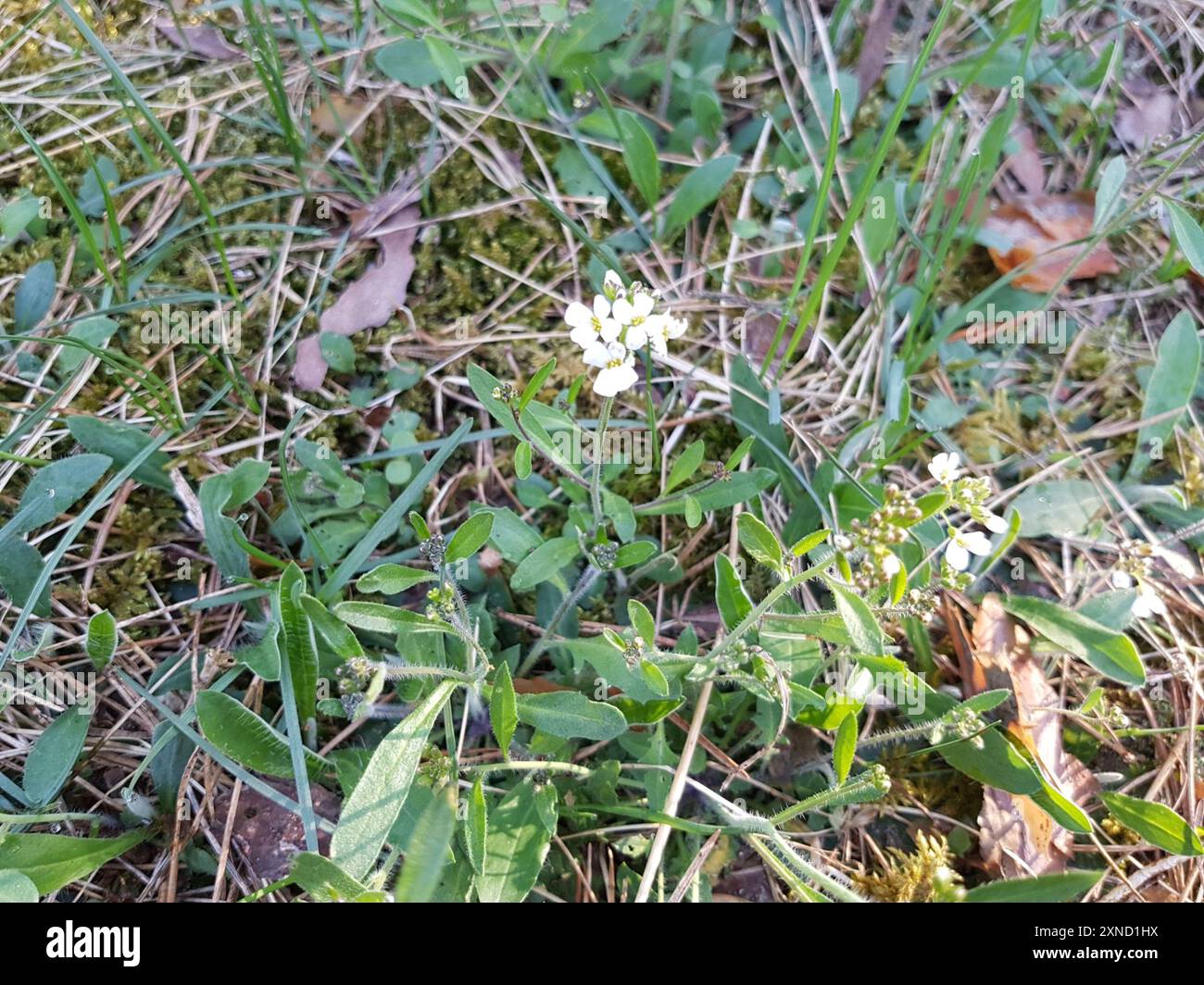 Sand Rock-cress (Arabidopsis arenosa) Plantae Stock Photo - Alamy