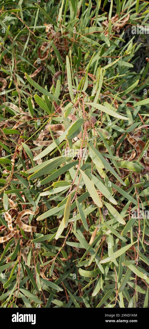 western coastal wattle (Acacia cyclops) Plantae Stock Photo - Alamy