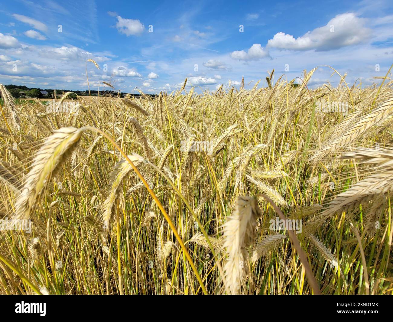 173144 hi-res stock photography and images - Alamy